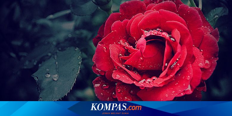 Tips Merawat dan Menanam Bunga Mawar