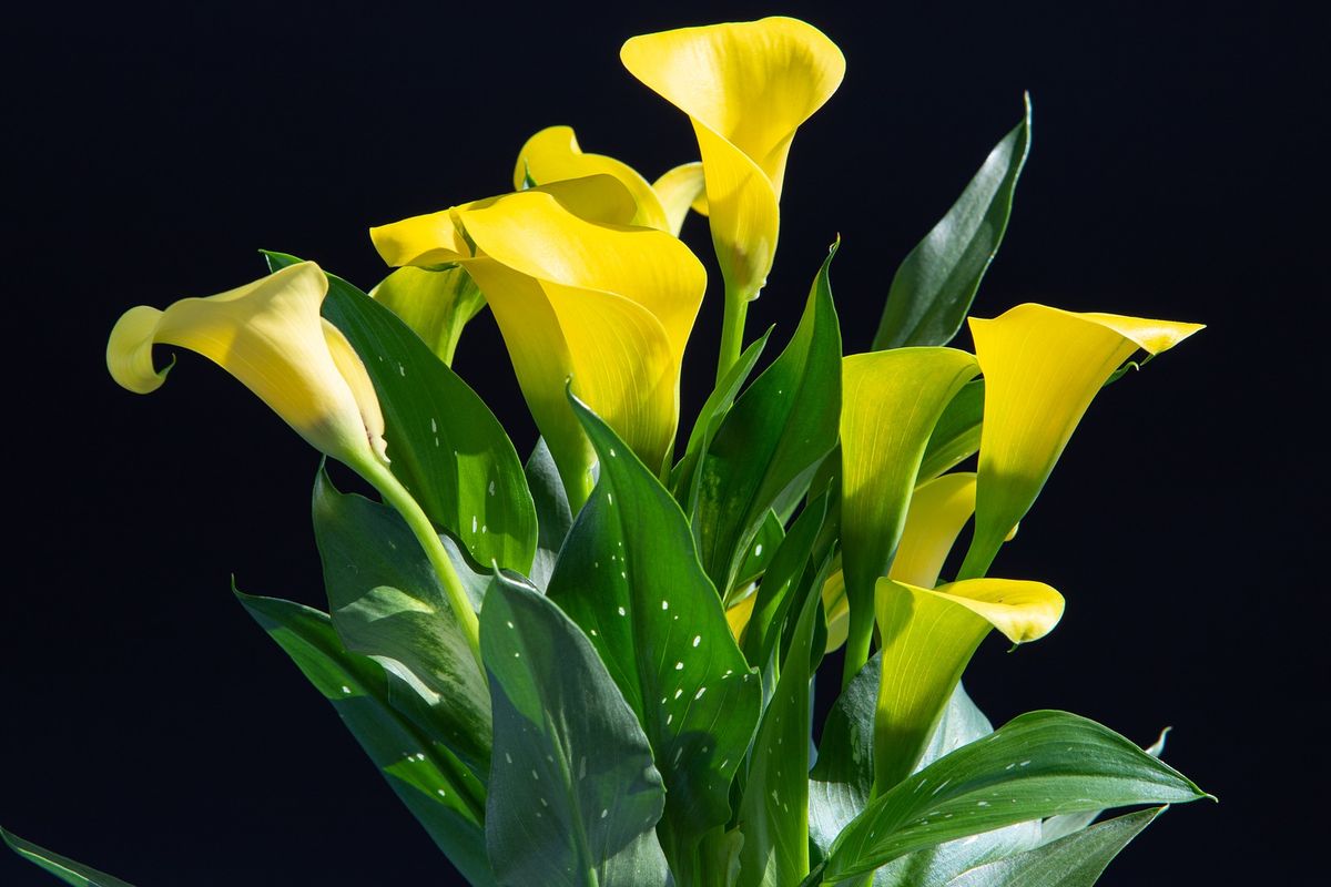 Cara Menanam dan Merawat Bunga Calla Lily di Pot