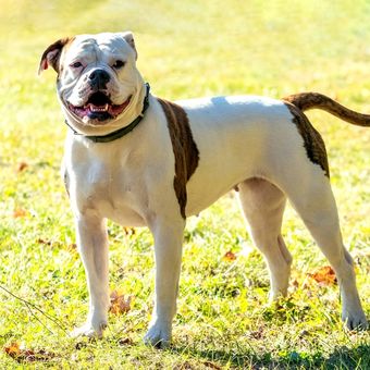 7 Ras Anjing Asal Amerika Serikat yang Populer dan Mendunia