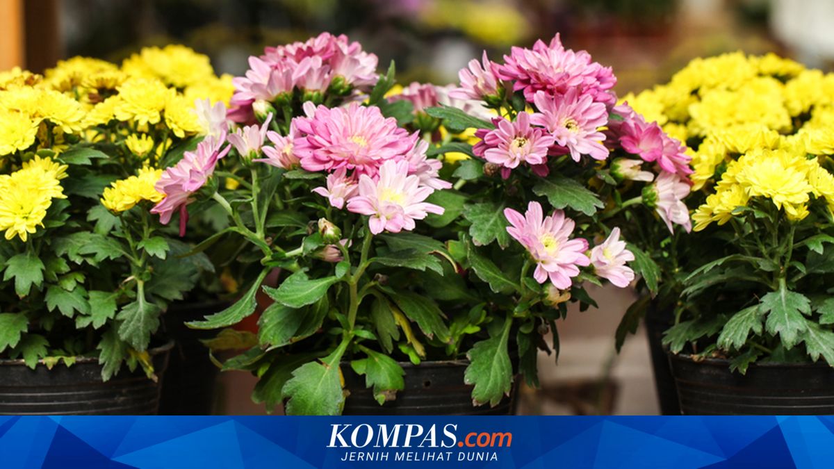 4 Bunga Pembawa Hoki Menurut Feng Shui, Cocok untuk Taman di Rumah