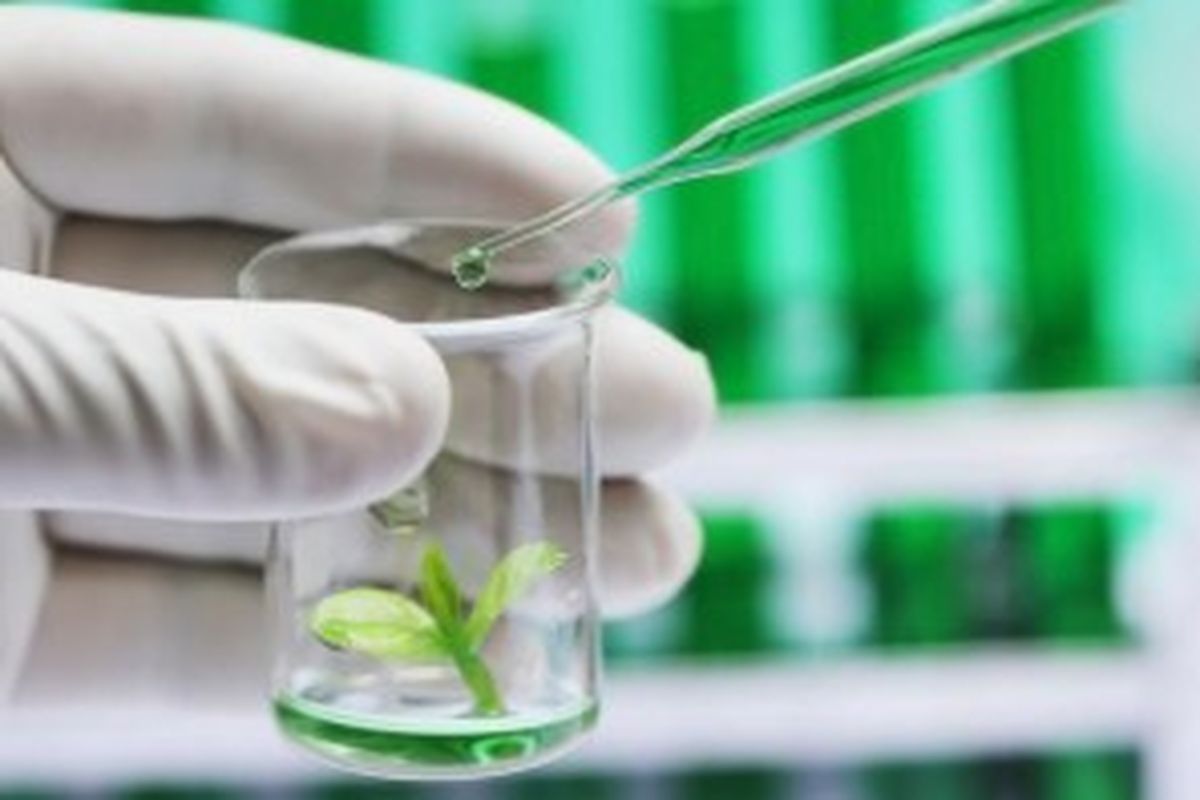 Kultur Jaringan: Pengertian, Cara, dan Jenisnya