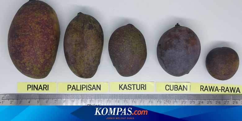 mangga kasturi nama ilmiah