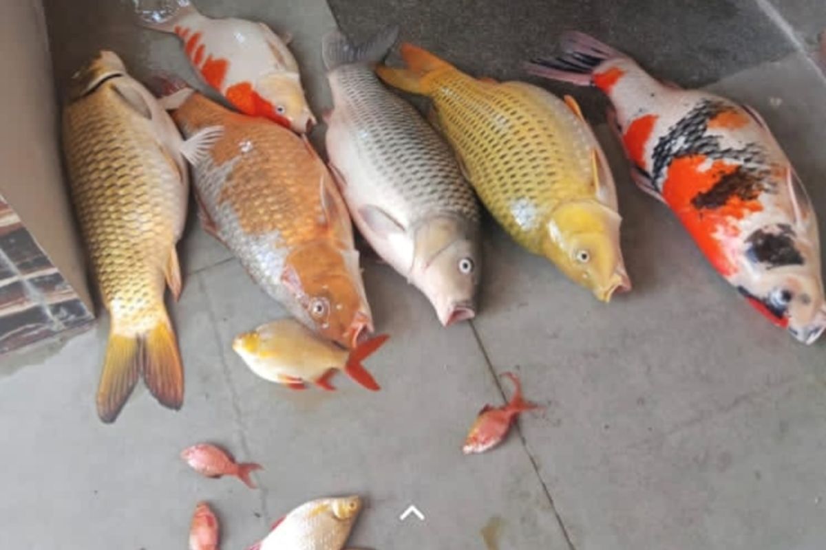 Listrik Padam 5 Jam di Cileungsi, Ikan Koi Rp 15 Juta Milik Warga Mati