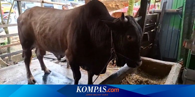 Berat Sapi Kurban Presiden Prabowo di Samarinda Capai 844 Kilogram
