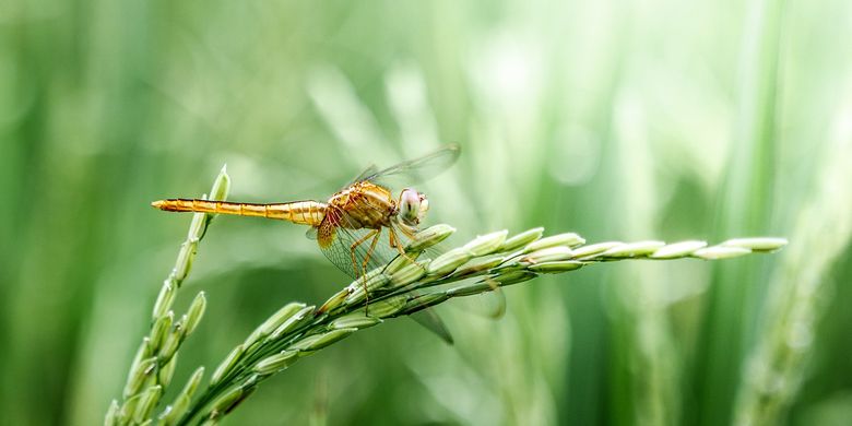 Capung: Metamorfosis (Siklus Hidup) dan Jenisnya