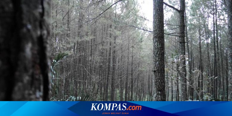 Karacak Valley di Garut: Daya Tarik, Harga Tiket, dan Jam Buka