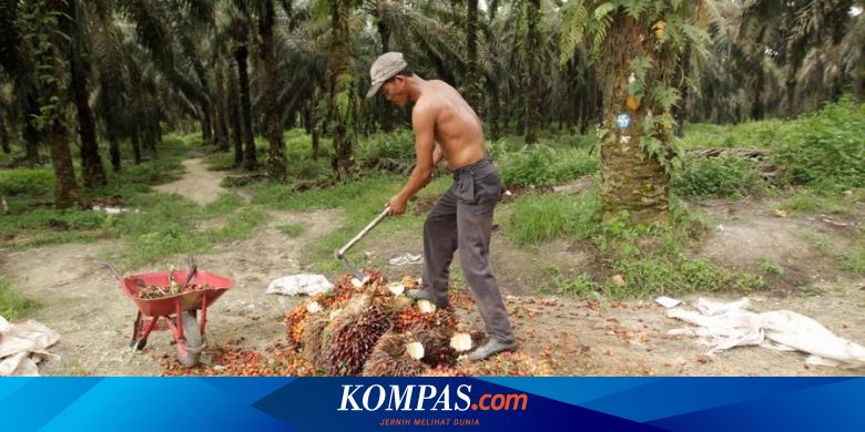 Perkebunan Sawit Penyumbang Terbesar Deforestasi di Kalimantan Timur