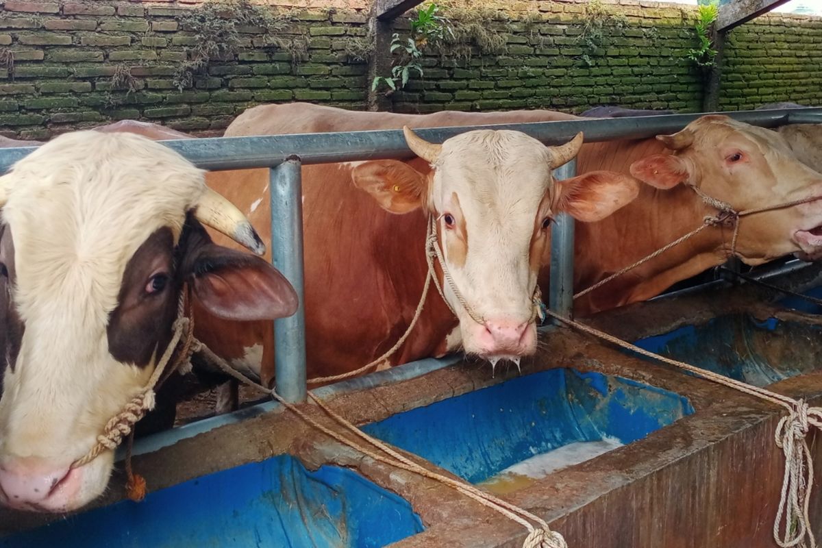 Jelang Idul Adha 2024, Sapi di Kota Malang Diberi Jamu