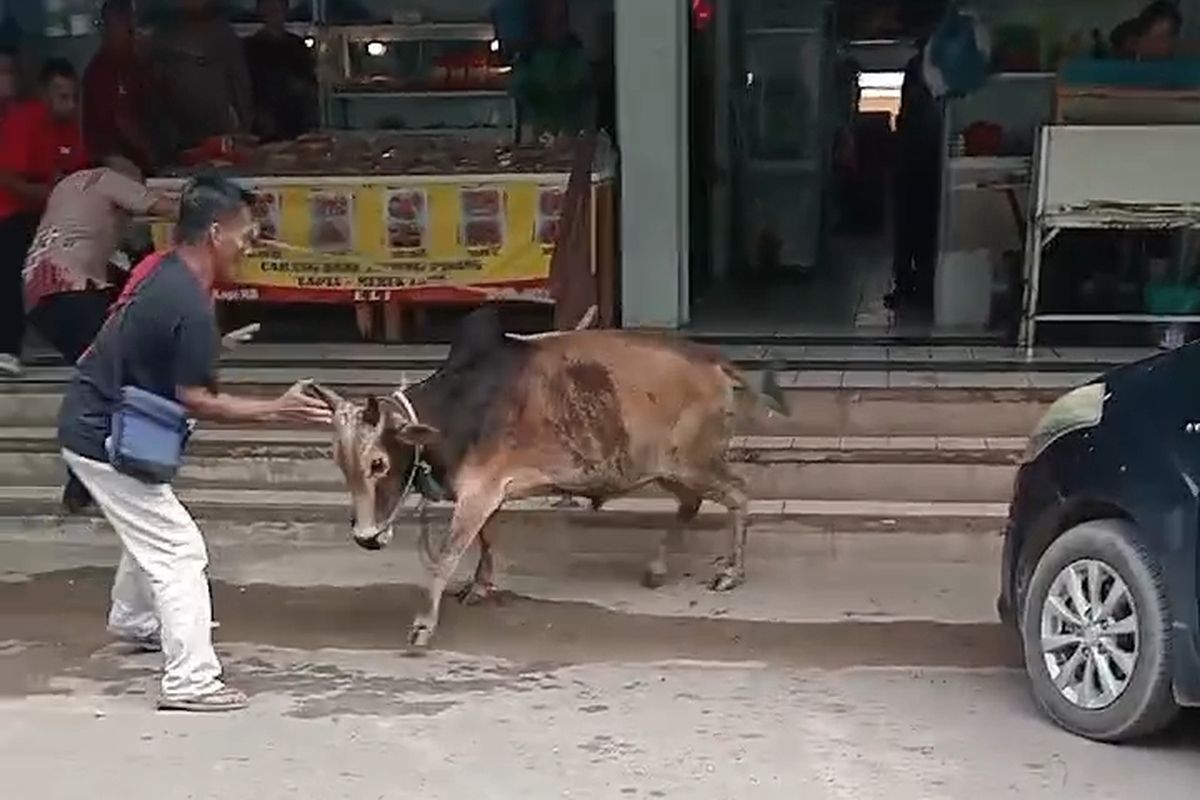 Kenapa Sapi Kurban Mengamuk sebelum Disembelih? Ini Penjelasan Pakar