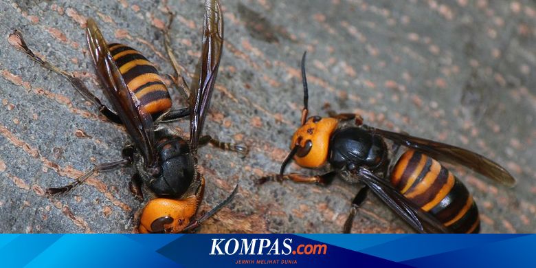 Berita Harian Ciri Ciri Tawon Vespa Terbaru Hari Ini - Kompas.com