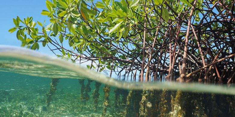Tanam Mangrove Ditarget 1.500 Hektare Lahan Setahun ke Depan