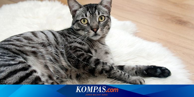 7 Fakta Unik Kucing Mujair, Si Belang yang Menggemaskan