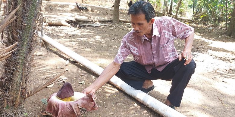 Berita Harian Umbi-suweg Terbaru Hari Ini - Kompas.com