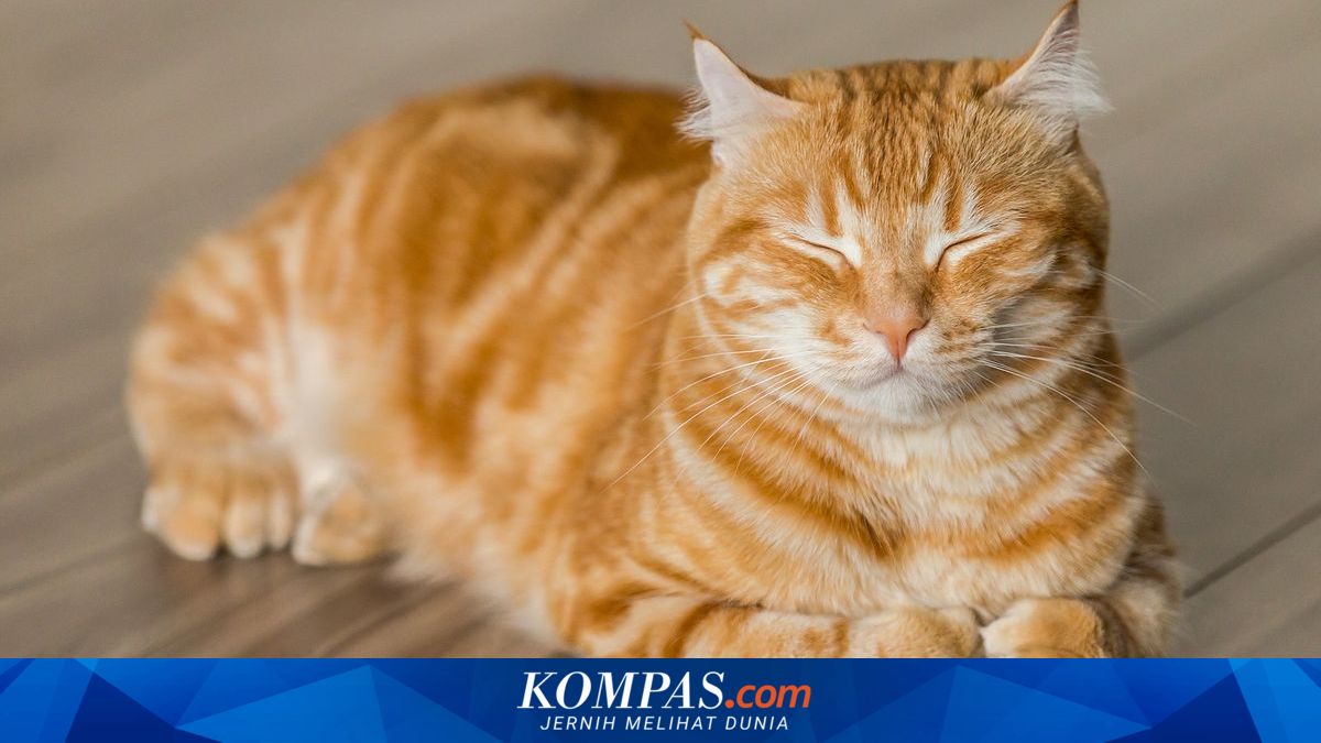 Kucing "Oyen" Ternyata Alami Mutasi Genetik, Memicu Perilaku Nakalnya?