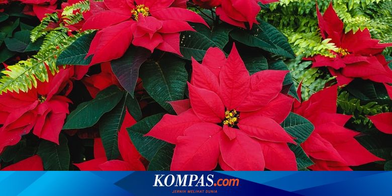 4 Bunga yang Bisa Digunakan untuk Dekorasi Natal