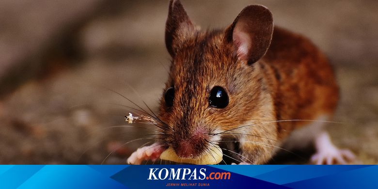 Tikus Jantan Takut dengan Pisang, Ini Alasannya