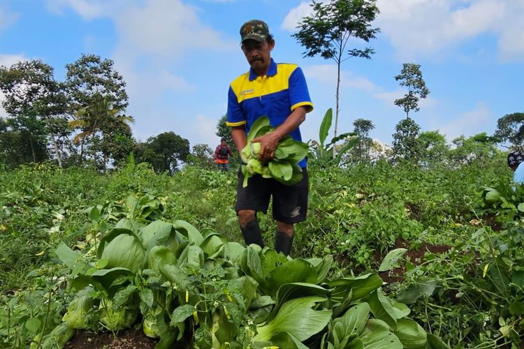 Berita Terkini Harian Harga Pakcoy Terbaru Hari Ini - Kompas.com