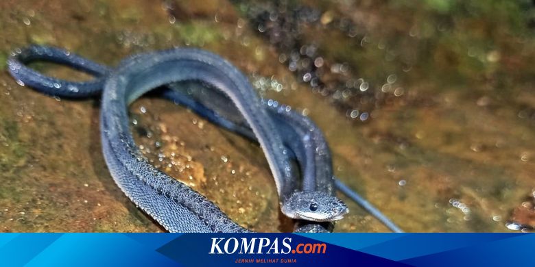 Ditemukan Ular Naga Jawa di Pegunungan Sanggabuana, Begini Wujudnya