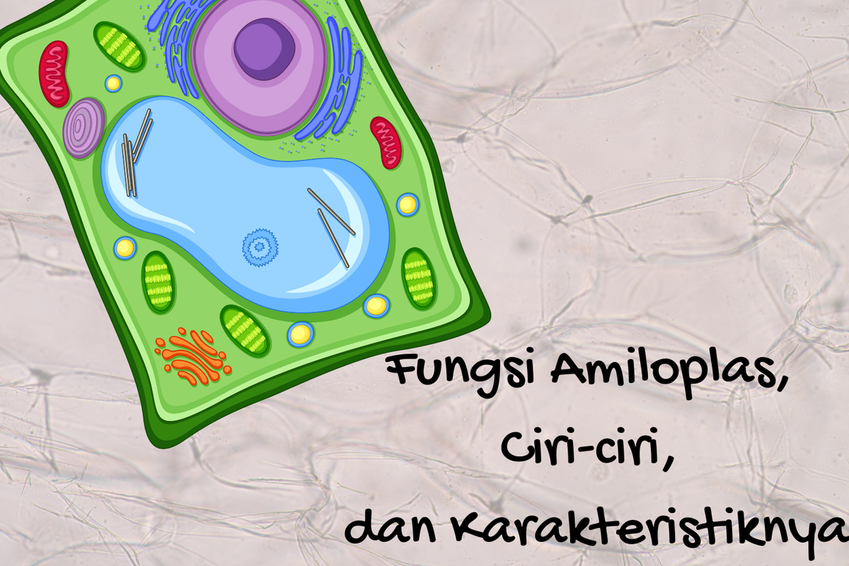 Fungsi Amiloplas, Ciri-ciri, dan Karakteristiknya