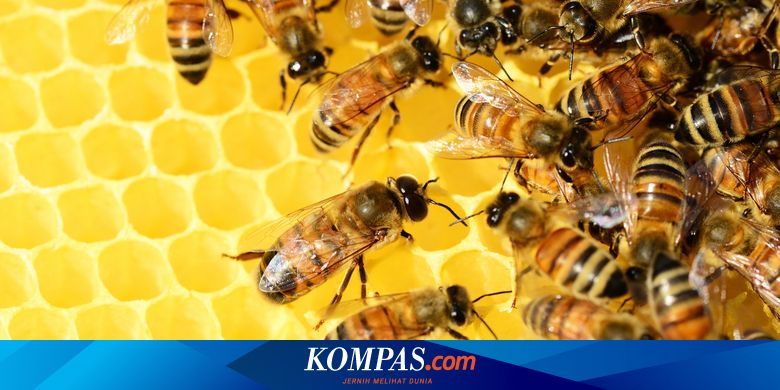 5 Manfaat Propolis untuk Kesehatan