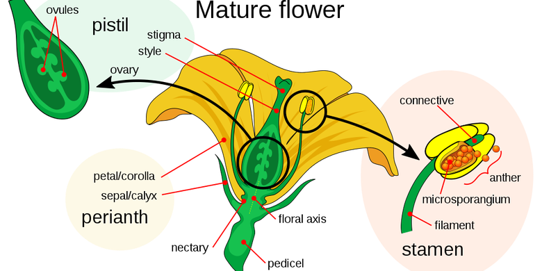 Bagian-Bagian Bunga dan Fungsinya