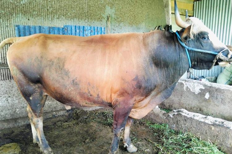 Foto : Nunukan Terima Dua Ekor Sapi Kurban dari Presiden Prabowo, Berat ...