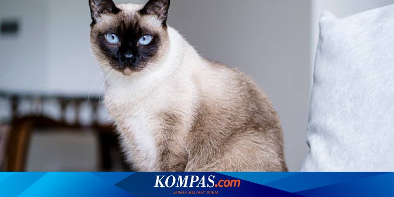 Mengenal Ras Kucing Siam, Karakteristik dan Cara Perawatannya