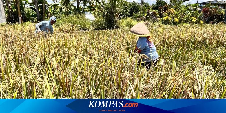 Banyuwangi Surplus Produksi Beras Capai 159.320 Ton