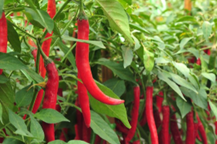 Cara Menanam Cabai di Lahan Sempit, Mudah untuk Pemula