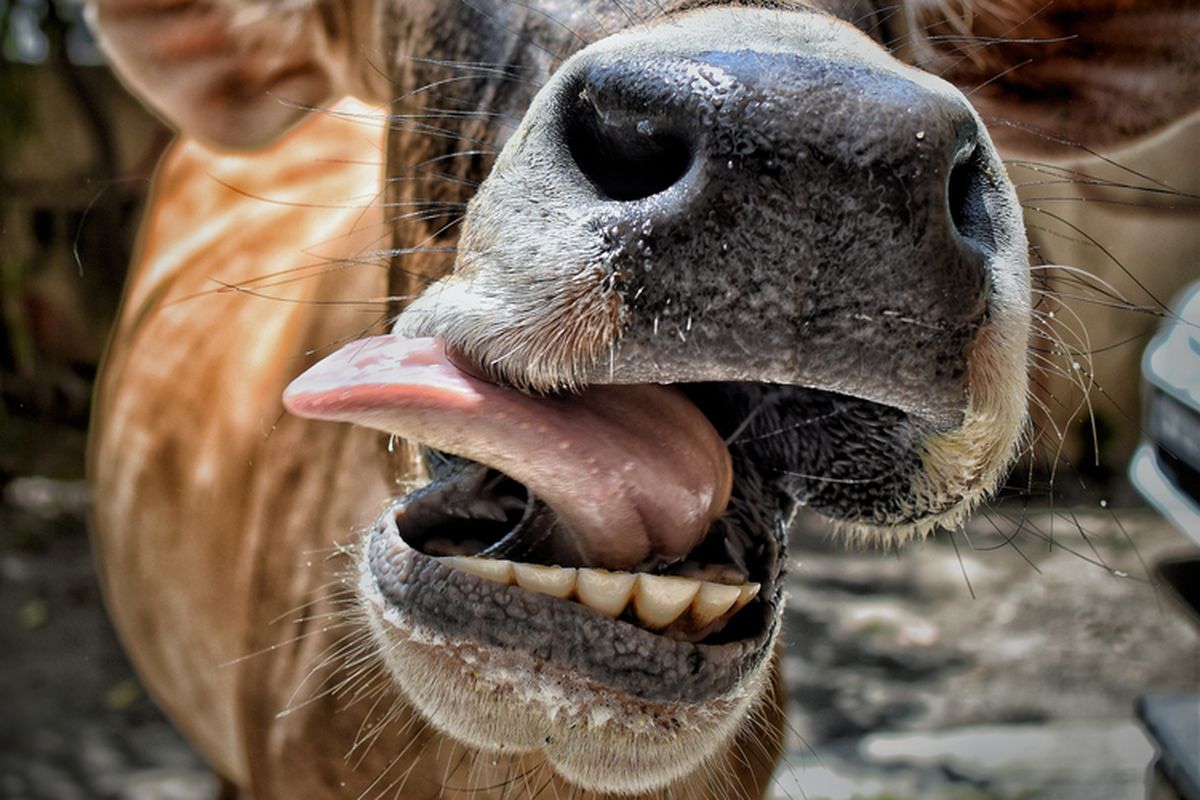 Fakta Unik dan Fungsi Gigi Sapi