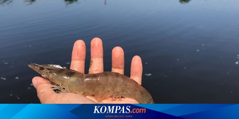 Lobster Jadi Komoditas Ekspor Unggulan, KKP Tingkatkan Kompetensi SDM