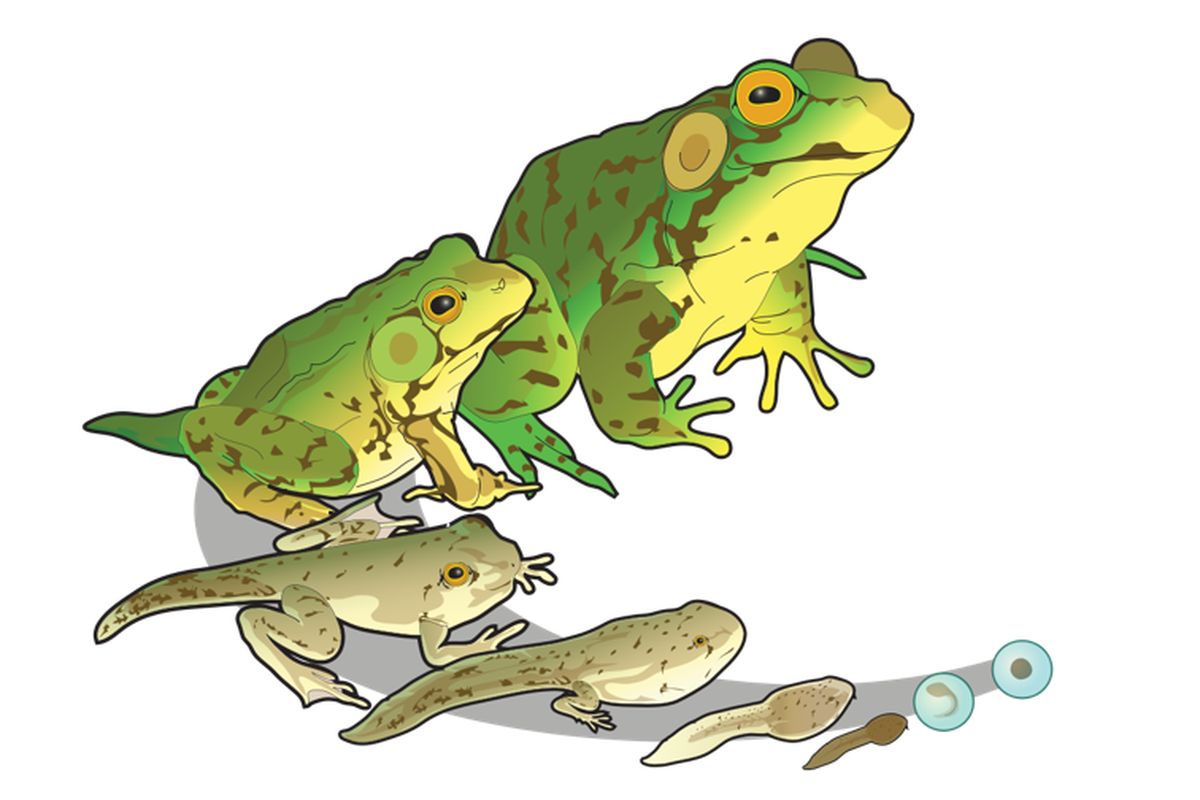Mengenal Daur Hidup Katak