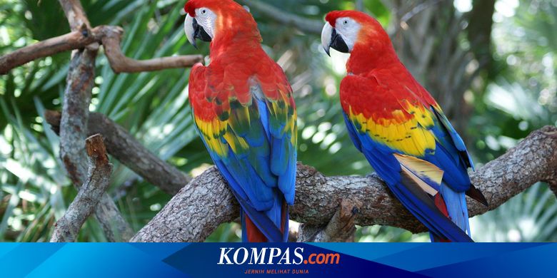 5 Jenis Burung Paling Cerdas yang Bisa Dipelihara