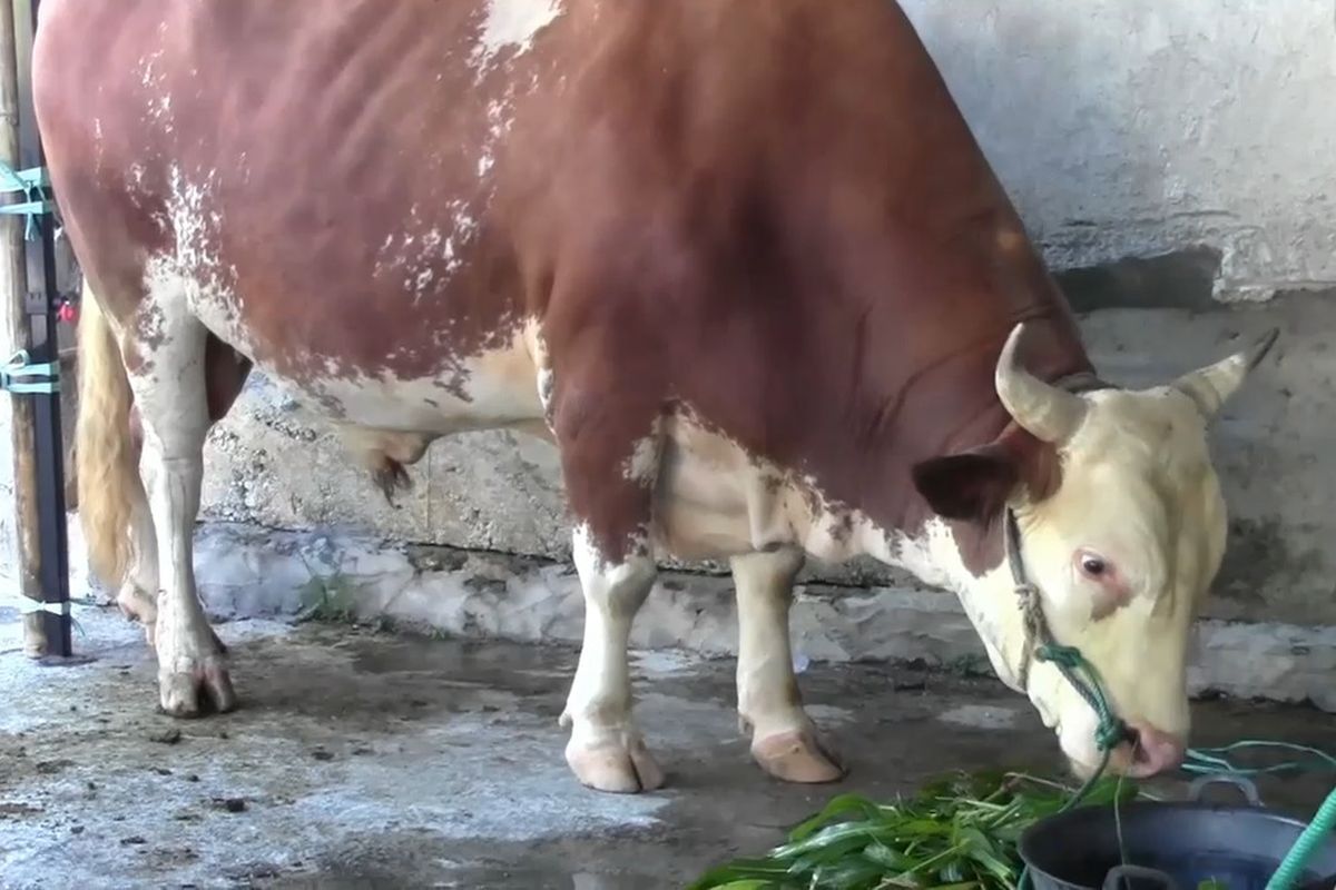 Sapi Jumbo Seberat 1,25 Ton dari Presiden Prabowo Tiba di Mamuju Sehari ...