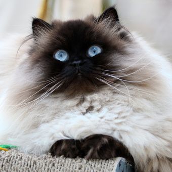 7 Fakta Menarik Kucing Himalaya, Ras Campuran dan Suka Dimanja