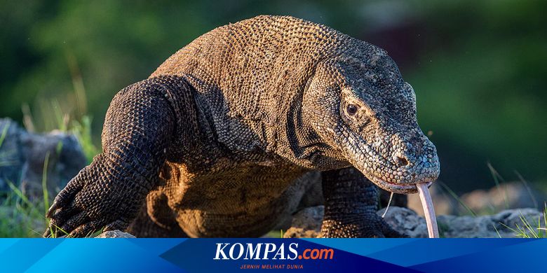13 Telur Komodo Menetas di Pulau Rinca TN Komodo pada Awal 2024