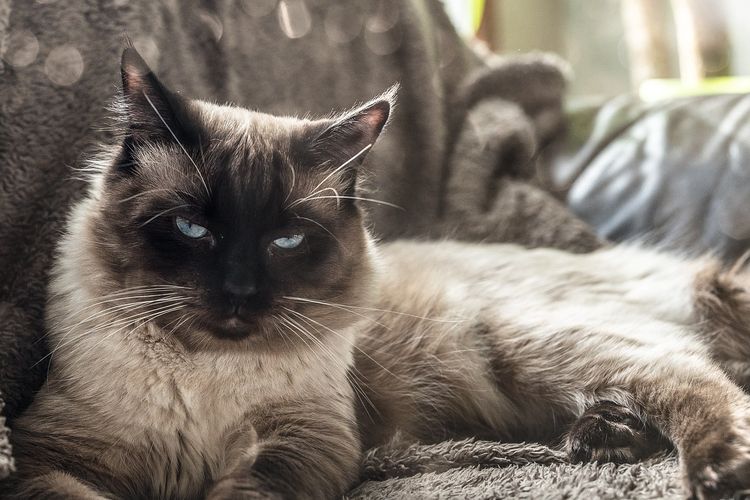 Sekilas Mirip, Ini Perbedaan Kucing Anggora dan Ragdoll