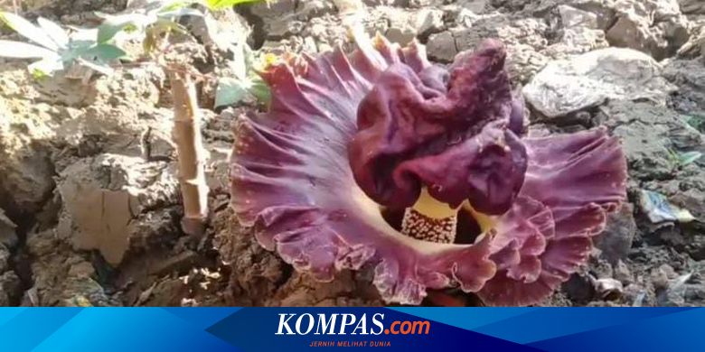 Berita Harian Tanaman-suweg Terbaru Hari Ini - Kompas.com