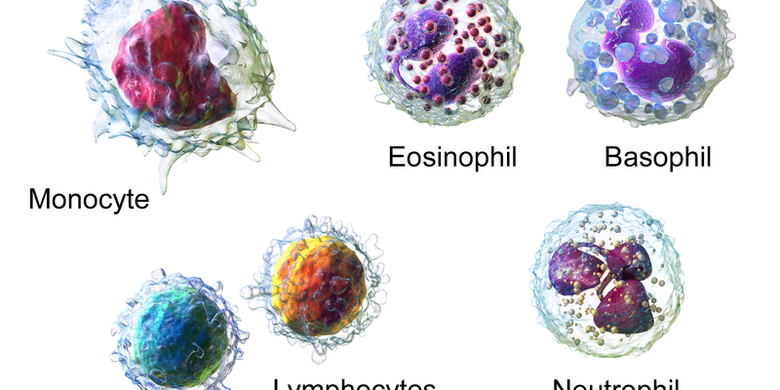 Ciri-ciri Leukosit (Sel Darah Putih)