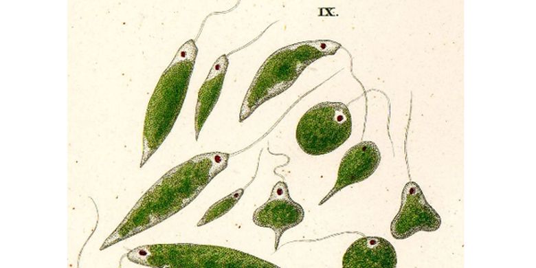 Ciri Ciri Euglenophyta