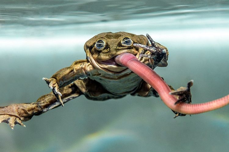 Katak "Kantong Buah Zakar" Raksasa Terancam Punah, Diburu untuk Obat