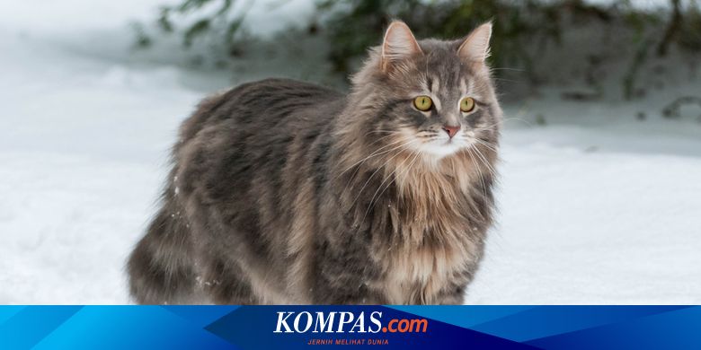 9 Ras Kucing Besar yang Cocok Jadi Hewan Peliharaan di Rumah