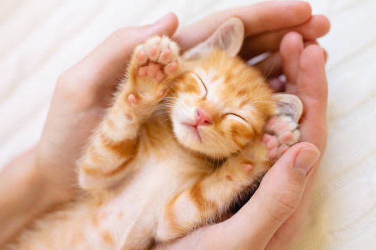 Apakah Kucing Mengenali Namanya ketika Dipanggil?