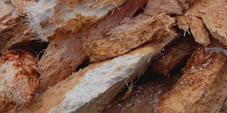 Berita Harian Beras Diganti Sagu Terbaru Hari Ini - Kompas.com