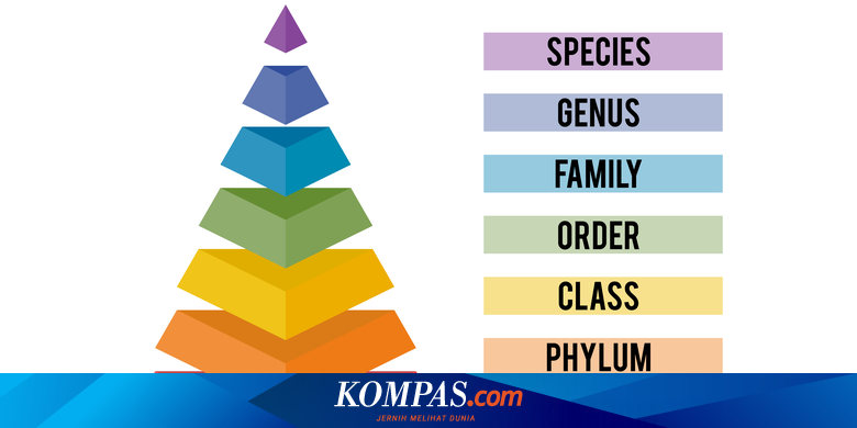 Urutan Takson yang Terkecil hingga ke Takson yang Terbesar