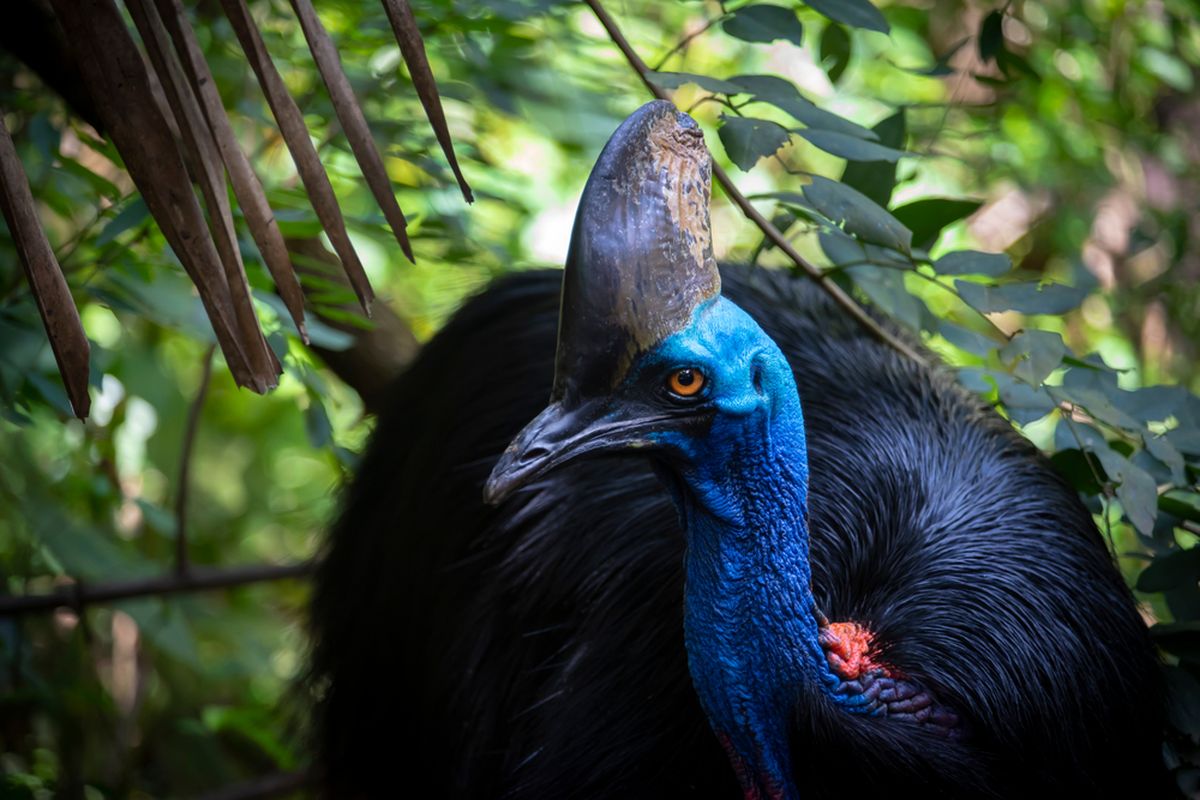 Fakta Kasuari, Burung Raksasa dengan Cakar Mematikan