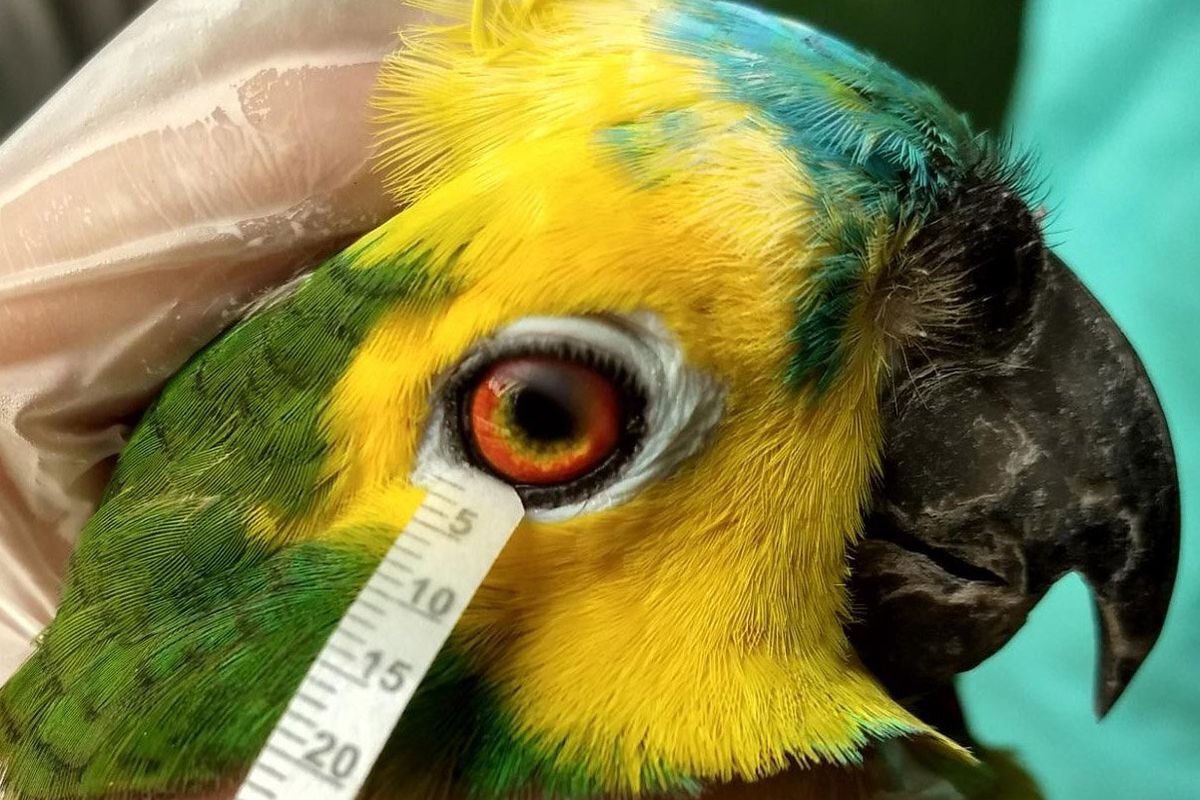 Air Mata Burung dan Reptil Ternyata Mirip Manusia, Ini Kandungannya