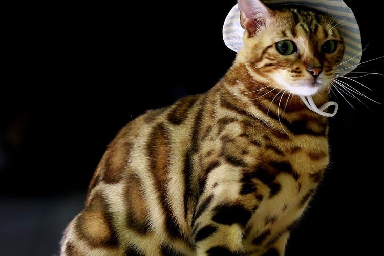 Cara Merawat Kucing Bengal, Ras Kucing yang Mirip Macan Tutul
