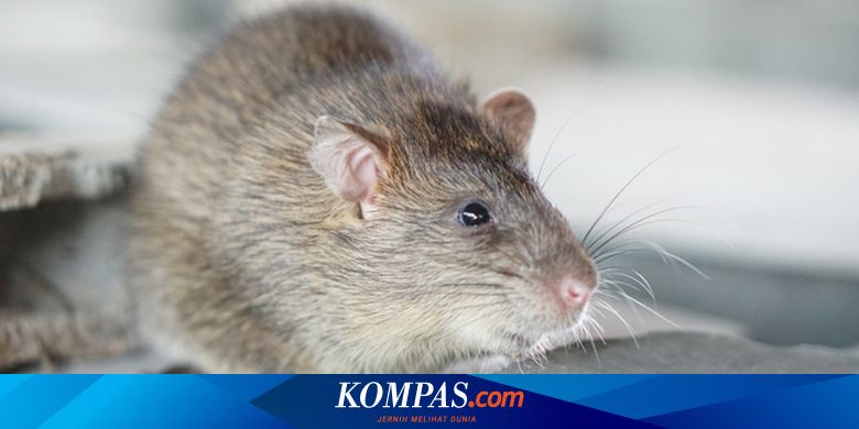 Awas, Tikus Bisa Tularkan Leptospirosis, Penyakit Apa Itu?