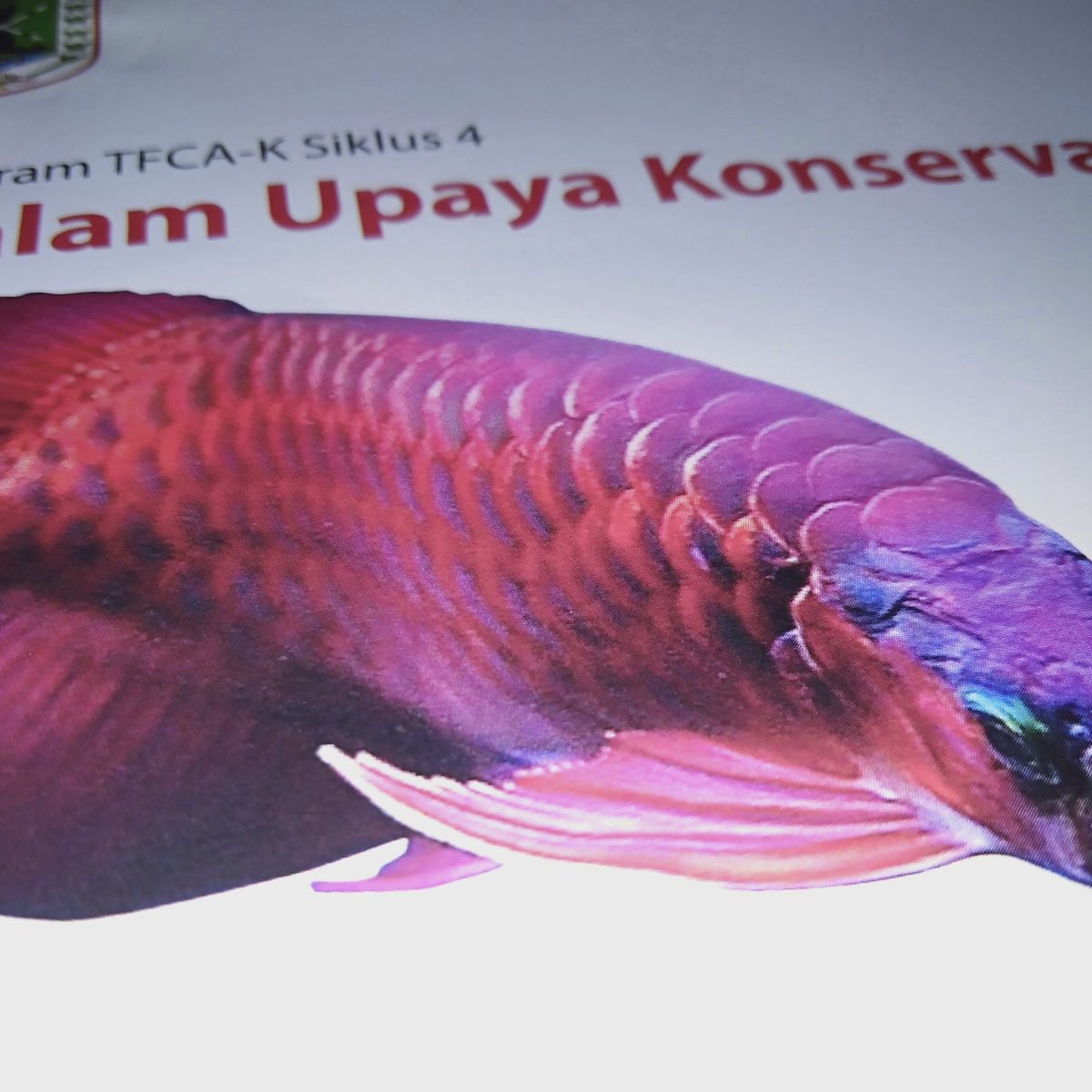 Ikan Arwana Super Red Kalimantan